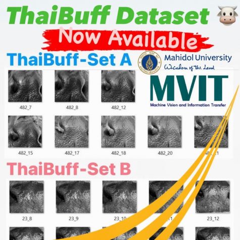 ThaiBuff – Buffalo Images Dataset – ICT Mahidol